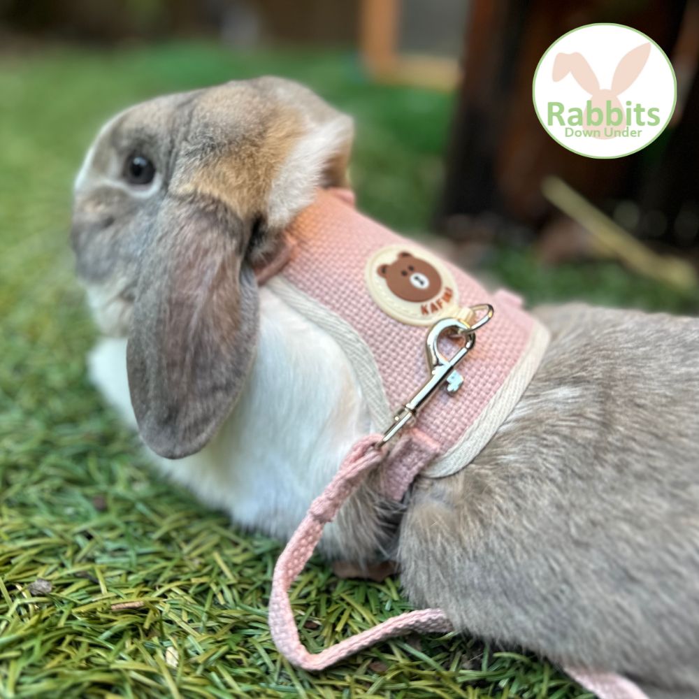 Rabbit Care in Australia: A Comprehensive Guide - Rabbits Down Under