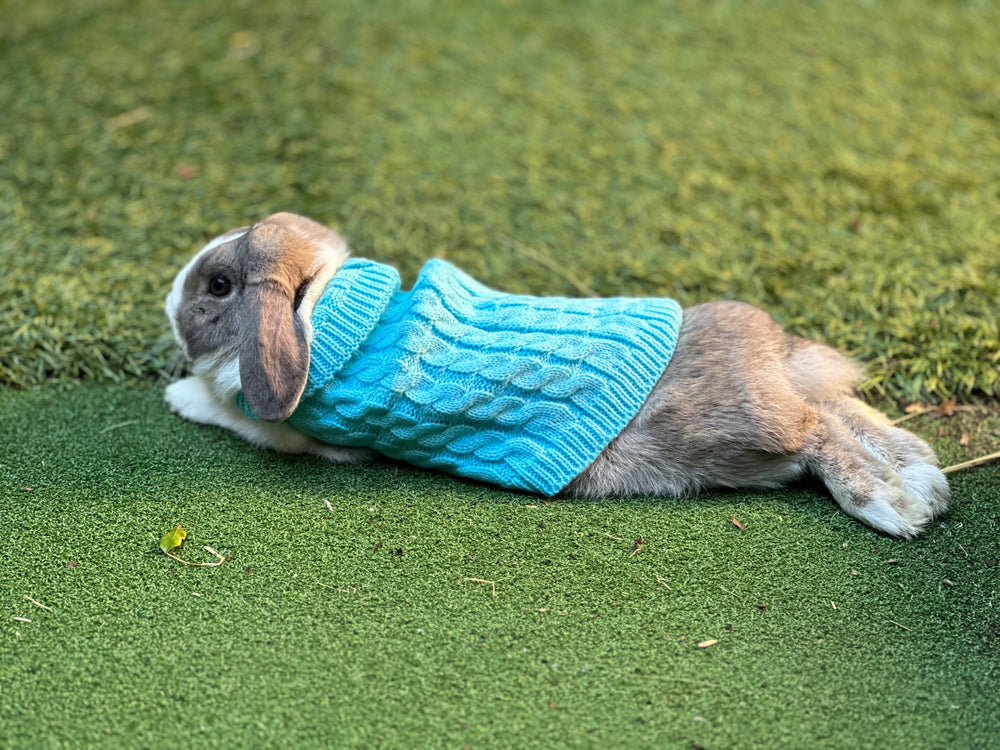 Rabbit care: Everything you need to know - Rabbits Down Under