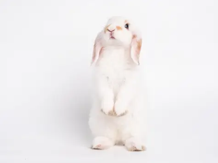 Essential Rabbit Care Tips for Beginners - Rabbits Down Under