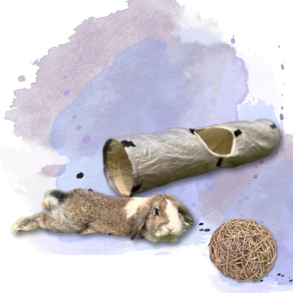 Top-Rated Rabbit Toys Australia: Boredom Busters & Enrichment Fun ...