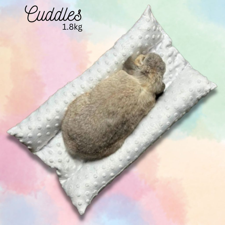 Safe & Cozy Rabbit Beds – Handmade & Premium Designs – Rabbits Down Under